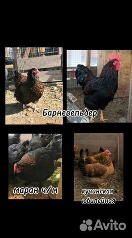 Инкубационное яйцо (барневельдер, маран, кучинка)