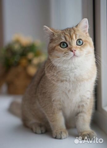 Кот золотая шиншилла в разведение