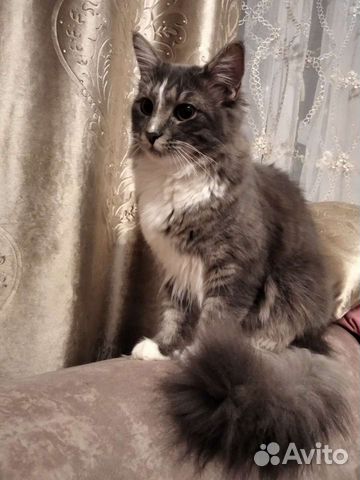 Молодой котик в самые добрые руки