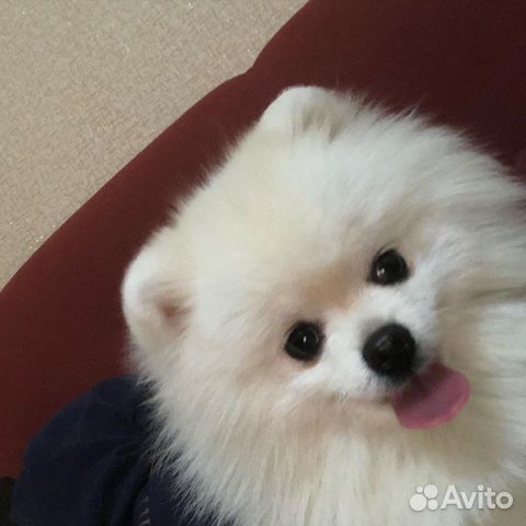 Шпиц на вязку