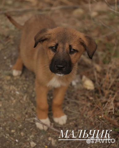 Собаки бесплатно в добрые руки щенки