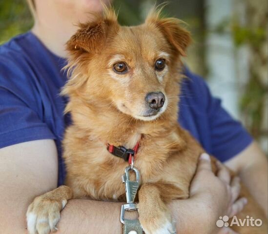 Маленькая собака в добрые руки