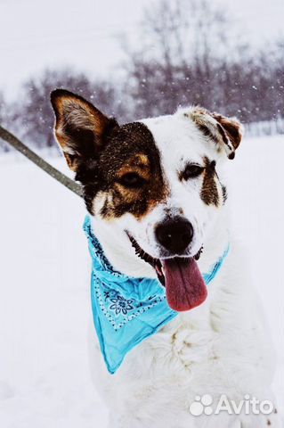 Нереальная собака ищет семью