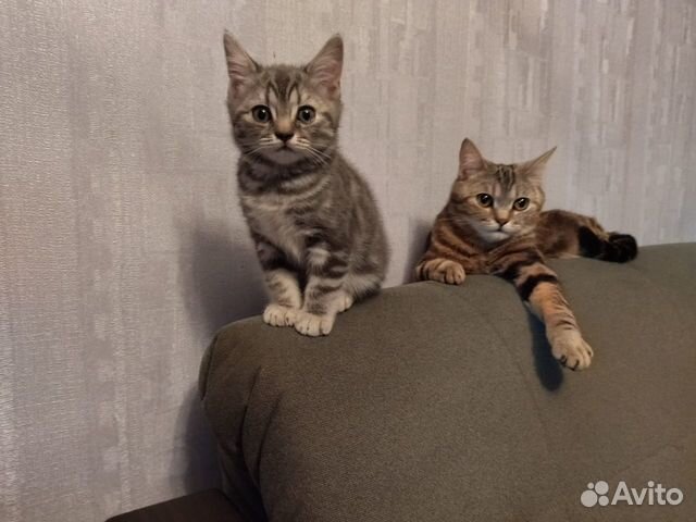 Британские котята