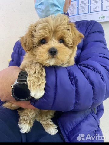 Мальтипу f1 на февраль