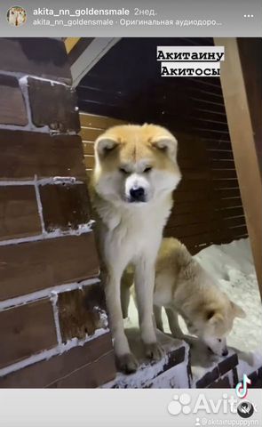Акита ину лучшие щенки для Вас