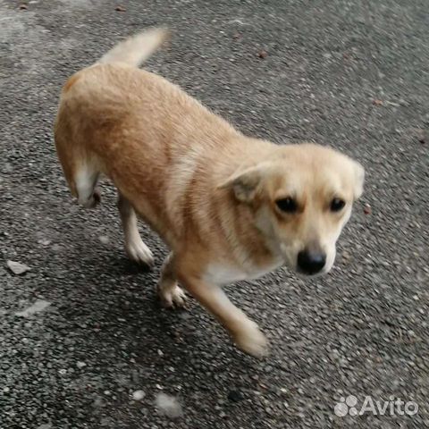 Маленькая собака в добрые руки