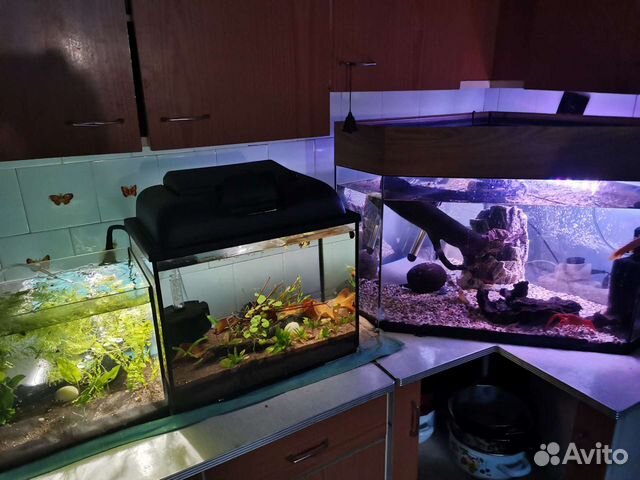 Акрваримы рыбы и принодлежности