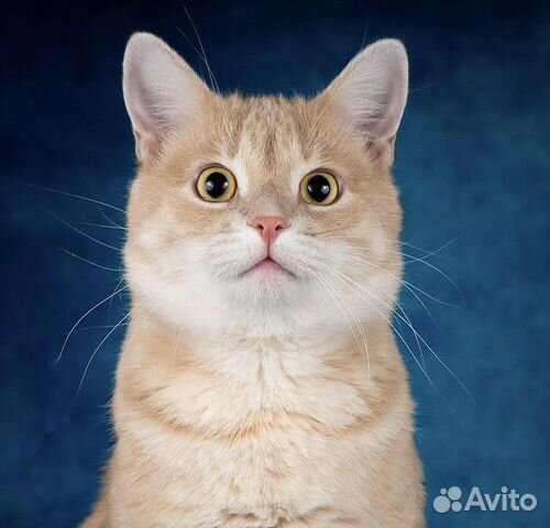 Медовый Пряник в добрые руки