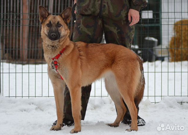 Метис малинуа Ириска ждет вас