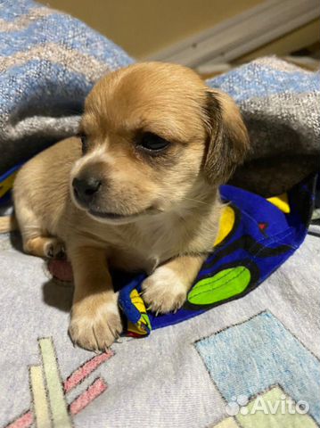 Щенок в добрые руки. Помесь: Болонка и Йоркширский