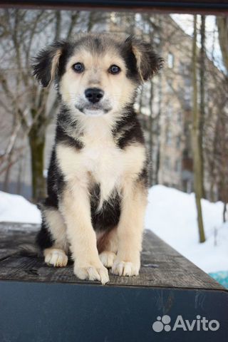 Щенок девочка Фиби 3 мес