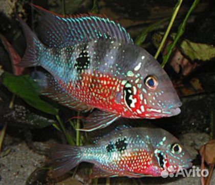 Цихлазома Эллиота