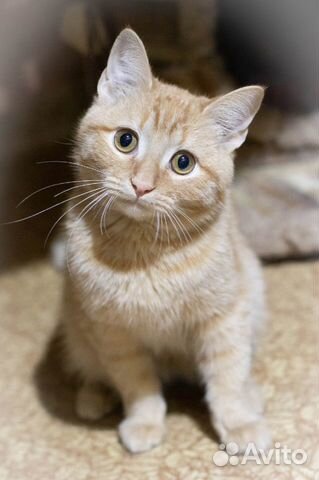 Рыжик 5-6 месяцев