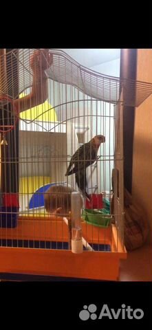 Попугай розелла