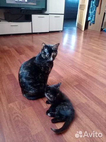 Котенок в дар