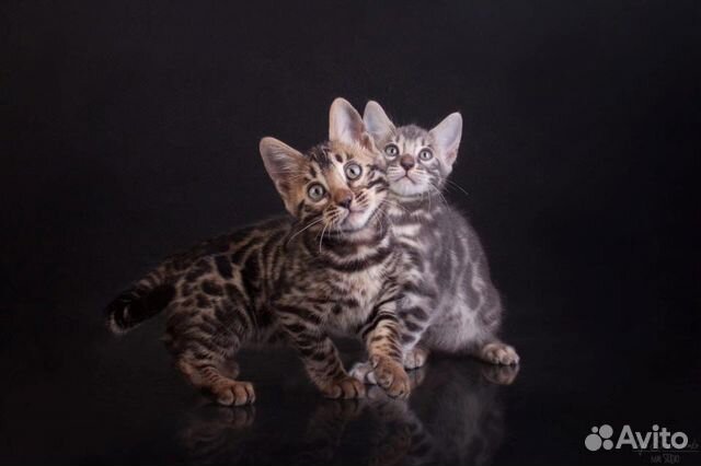 Бенгальские котята