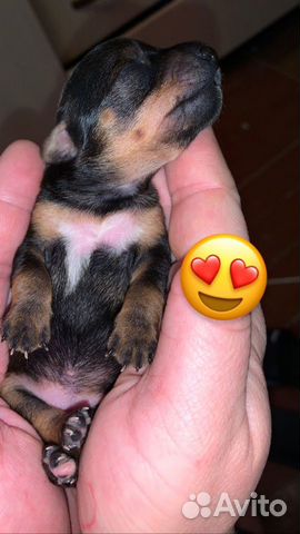 Мини той-терьер