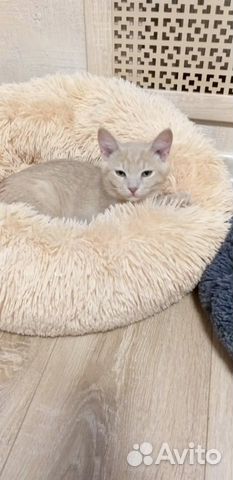 Палевый котенок в добрые руки