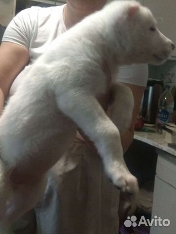 Продам щенков сао (алабай) 2девочки.Родились 05.12