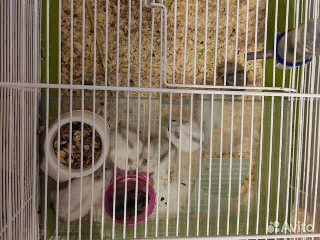 Джунгарский хомяк бесплатно