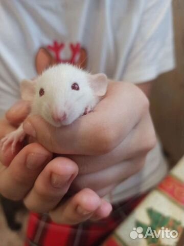 Крыса дамбо