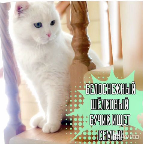 Коиик Буч