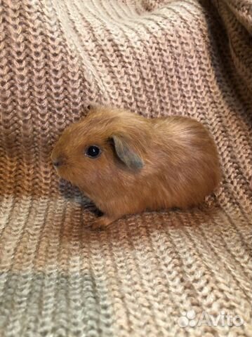 Морские свинки.1.5 мес