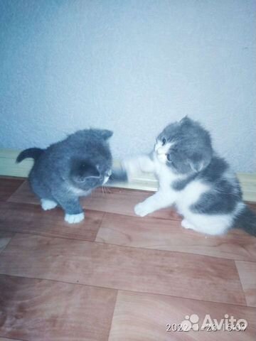 Котята британские