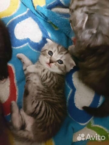 Шотландский вислоухий