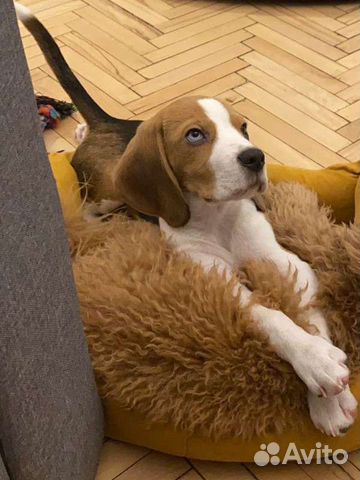 Щенок бигль с разными глазами