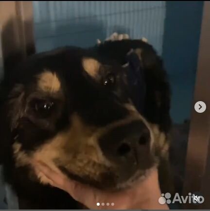 Спасите Плюшку от улицы