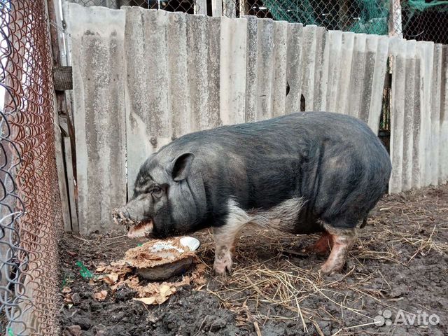 Вьетнамский вислобрюхий хряк