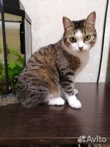 Кошечка Ксюша