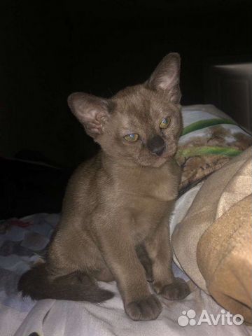 Бурманский кот