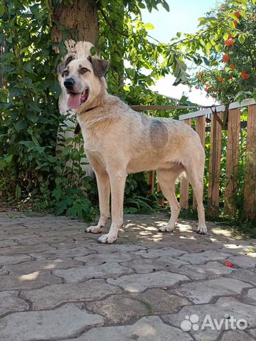 Собака "звоночек" в добрые руки