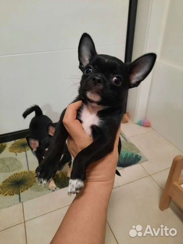 Щенок чихуахуа мальчик