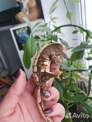 Геккон бананоед самец