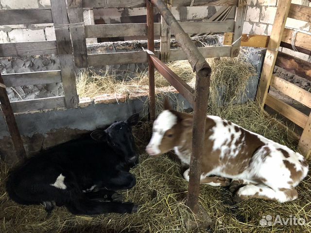 Телочки от домашних коров