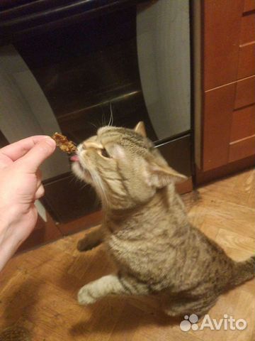 Шотландский кот вязка