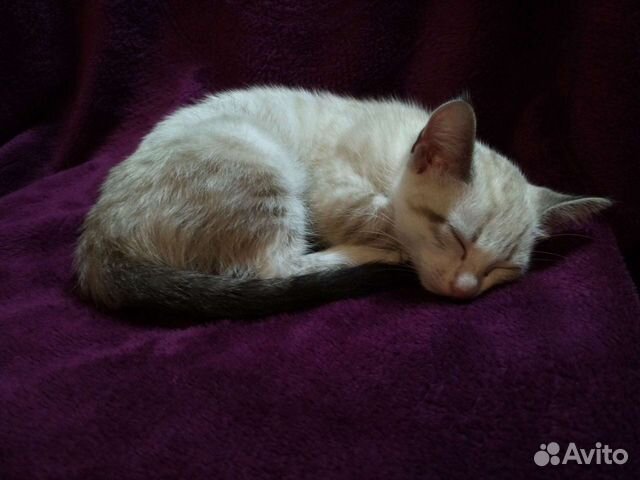 Кот