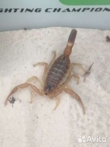 Скорпион взрослый