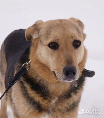 Шелли замерзает в приюте