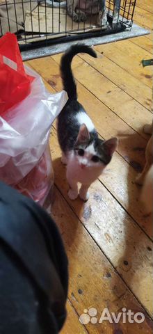 Котёнок девочка 3,5 мес