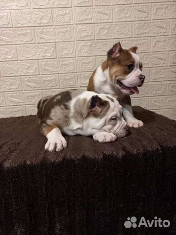 Мальчики Ам.Булли