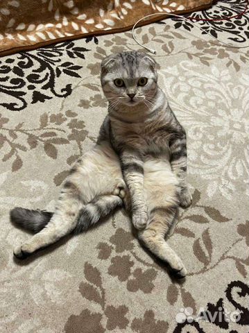 Шотландский кот вязка