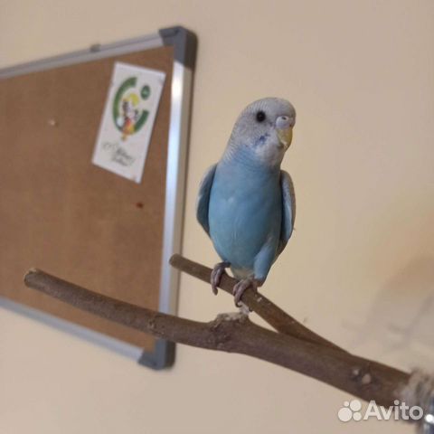 Волнистый попугай, девочка