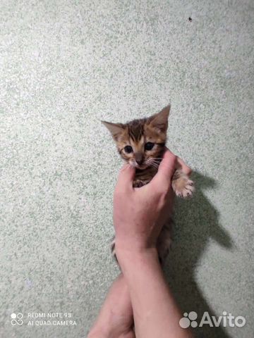 Бенгальские котята разного возраста