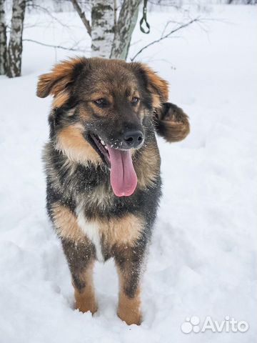 Щенок обречен на смерть