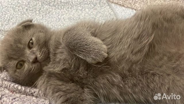 Шотландские котята